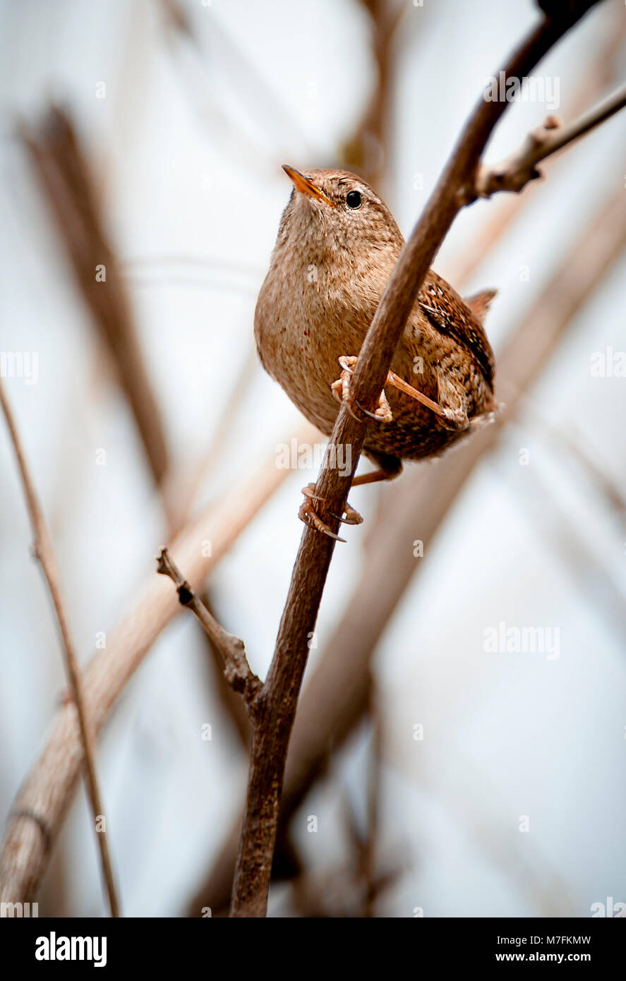 Alan wren hi-res stock photography and images - Alamy