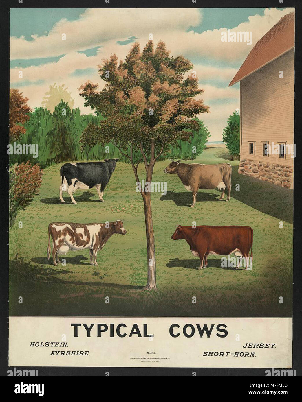 A photograph featuring typical cows, showcasing their role in ...