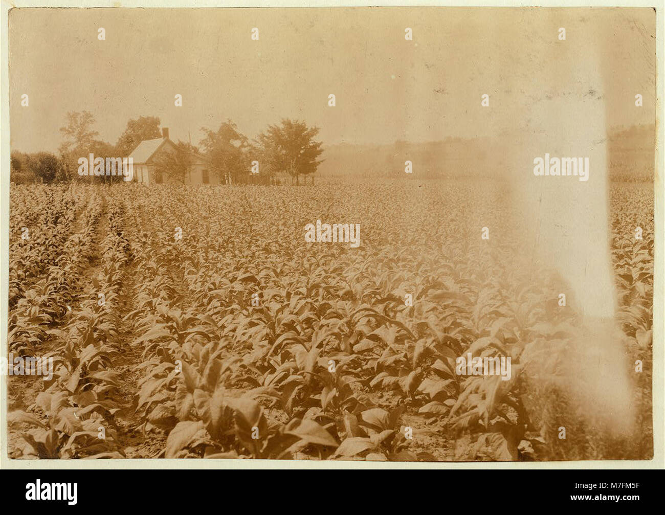 This image features a typical farm home in the United States ...