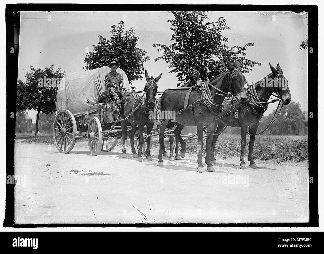 A historical photograph of a U.S. Army mule team and wagon, used for ...