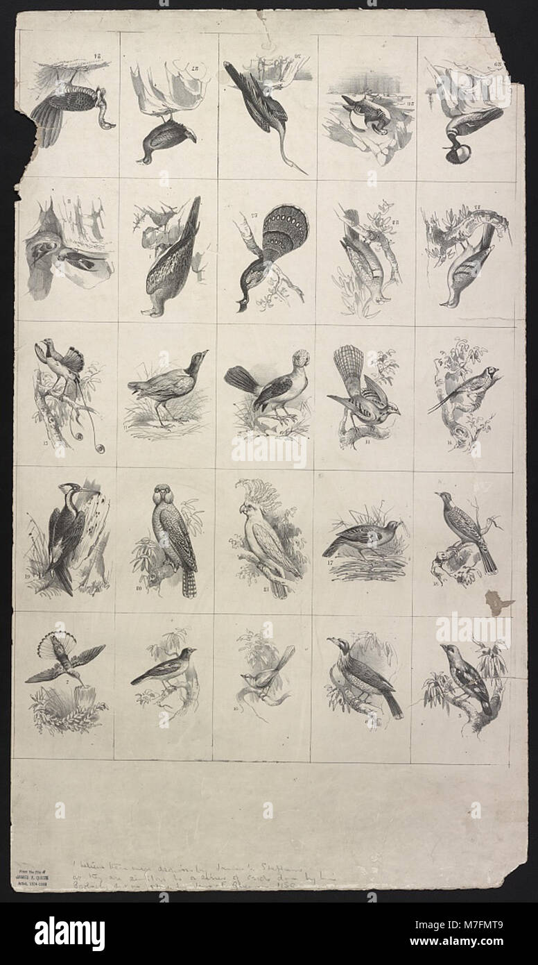 This image shows an uncut sheet of cards featuring 25 bird ...