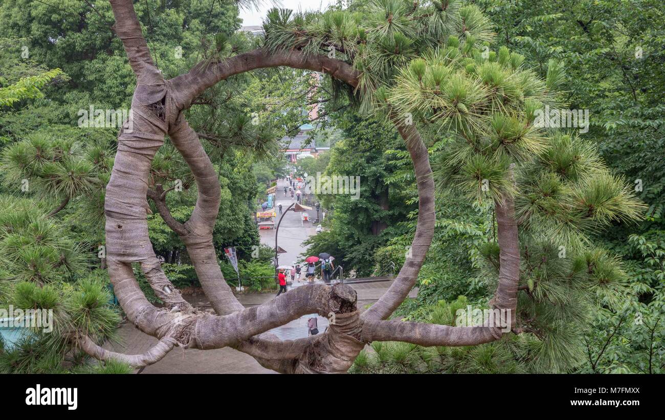 Evergreen tree limbs at Japanese shrine trained to grow in a circle ...