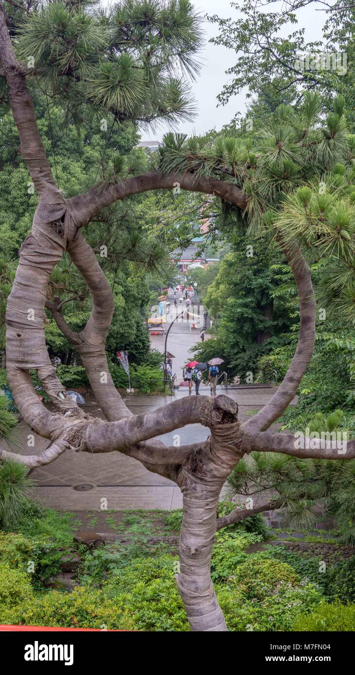 Evergreen tree limbs at Japanese shrine trained to grow in a circle ...