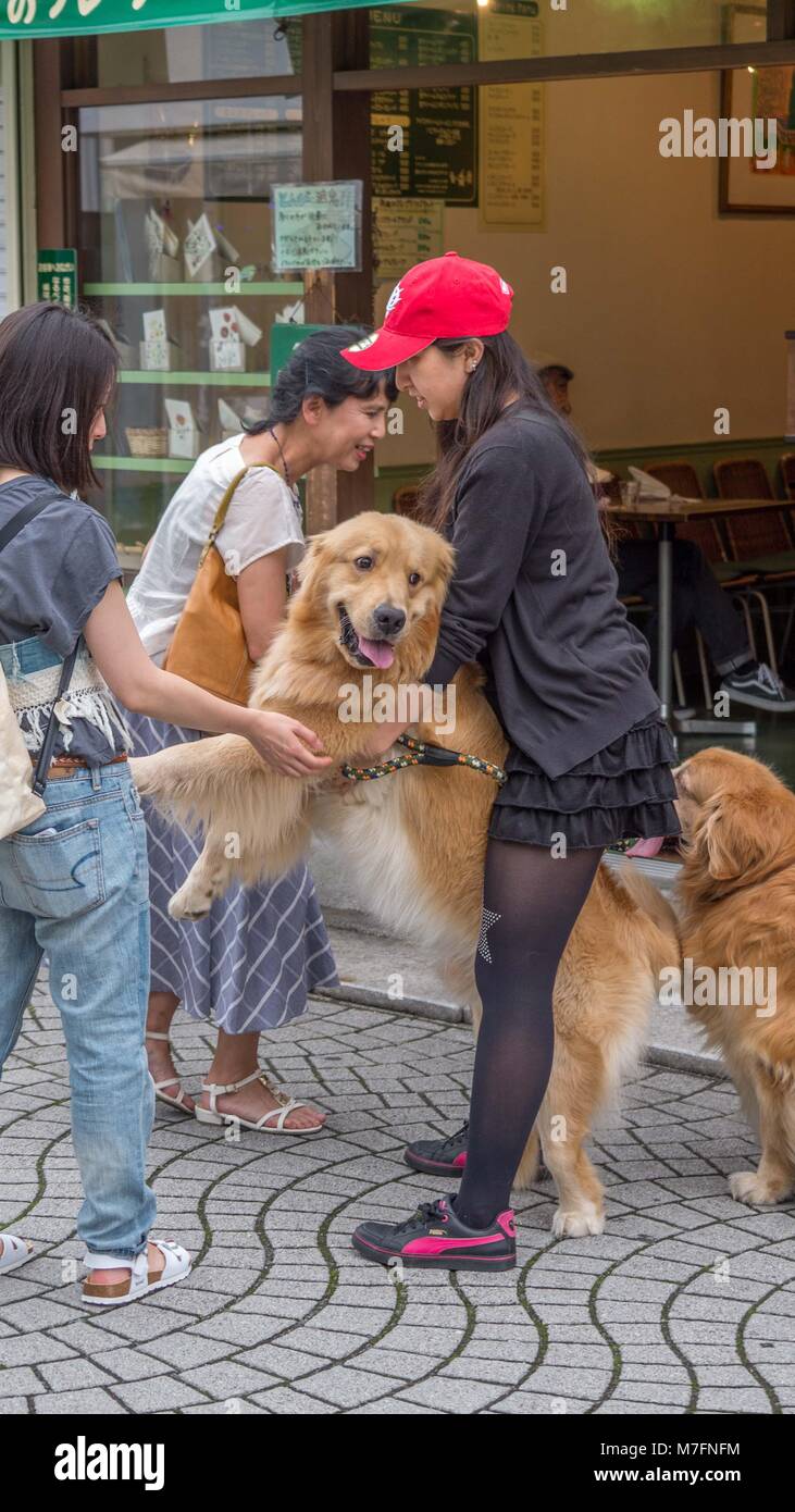 Japanese dog owner wearing black clothes red cap holding and petting ...