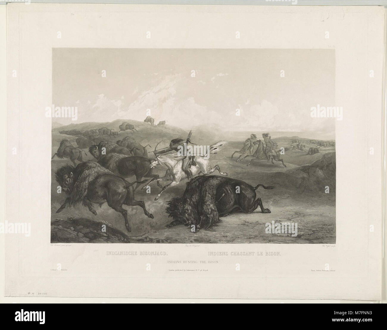A historical image depicting Native Americans hunting bison. The ...