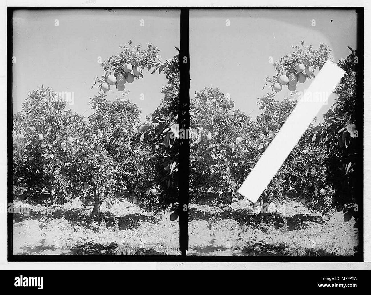 An image depicting various stages of orange culture and packing ...