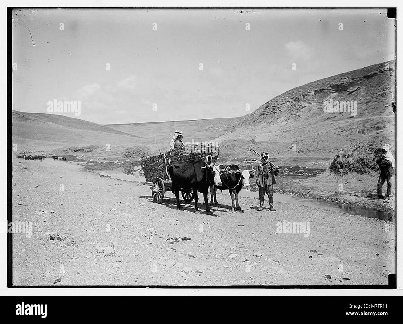 A photo showing a Circassian ox-cart, a traditional form of transport ...