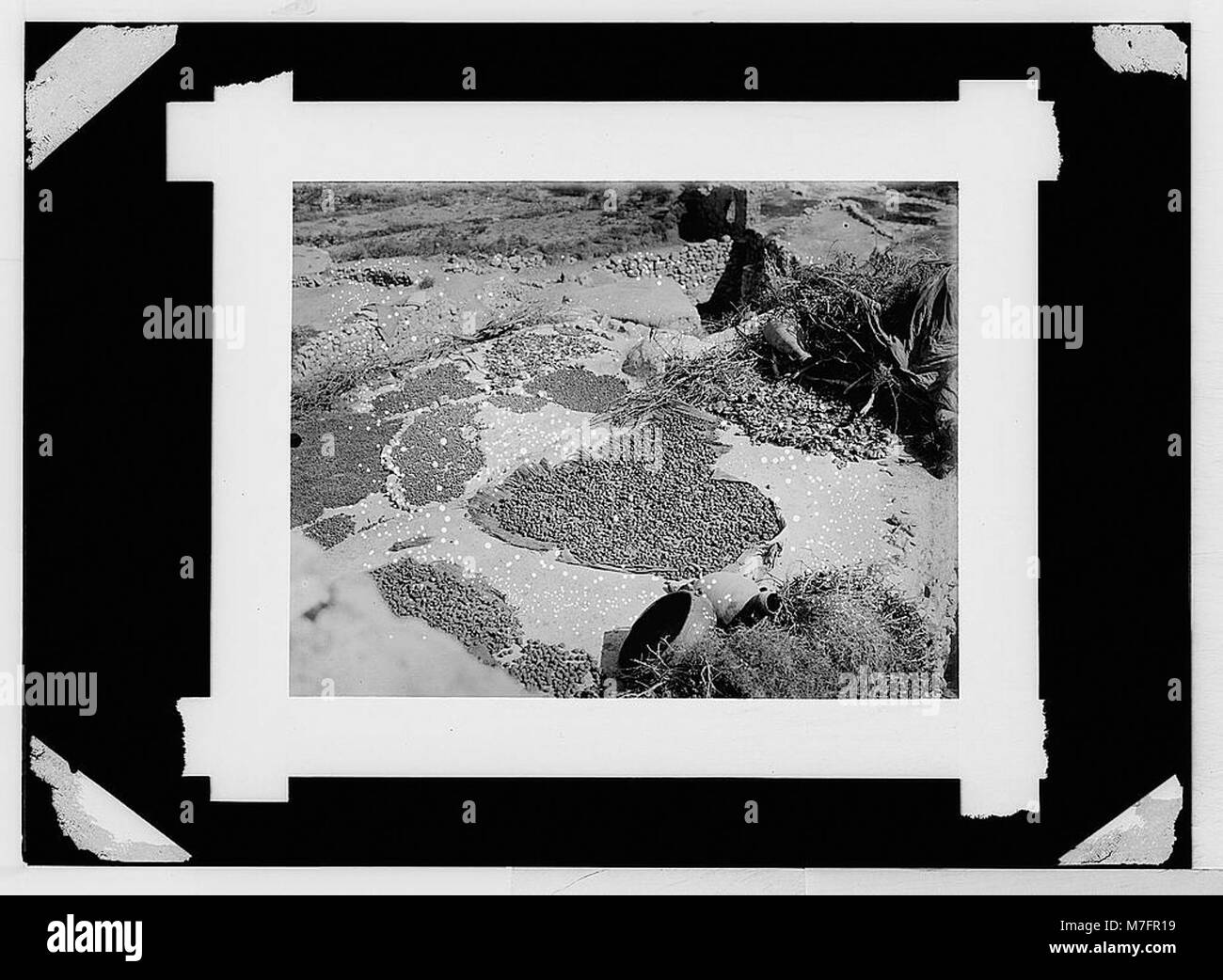 A photograph showing various types of fruit drying on a roof, likely as ...