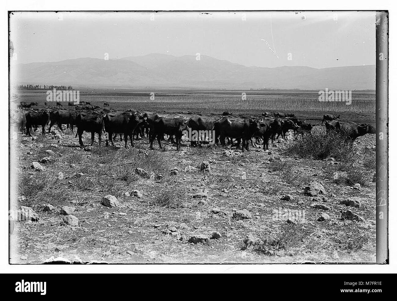 Herd american buffalo in Black and White Stock Photos & Images - Alamy