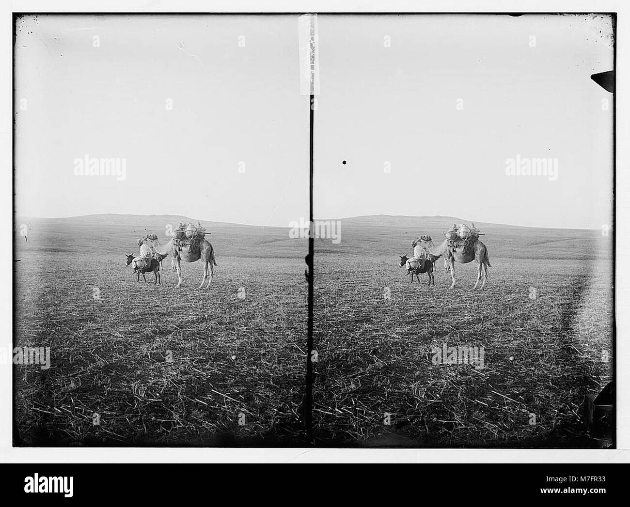 A depiction of various methods of transporting water on camels ...