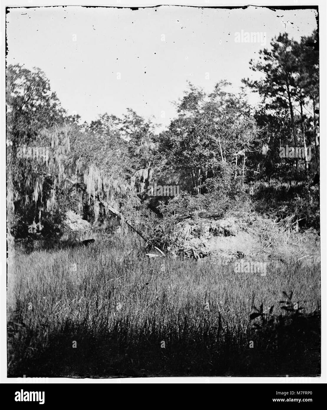This image provides a view of a swamp, showcasing its unique wetland ...