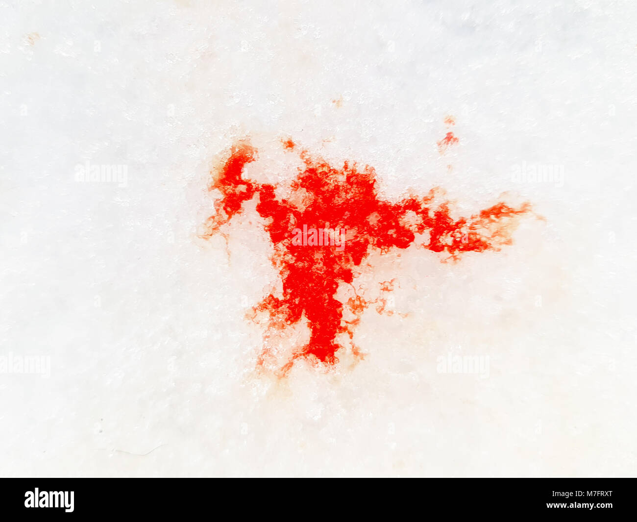 Blood trace on the snow. A horror scenic Stock Photo - Alamy