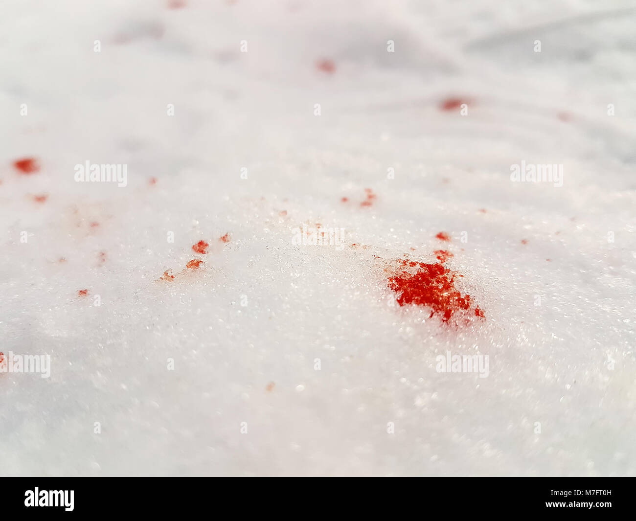 Animal blood traces on the snow Stock Photo - Alamy