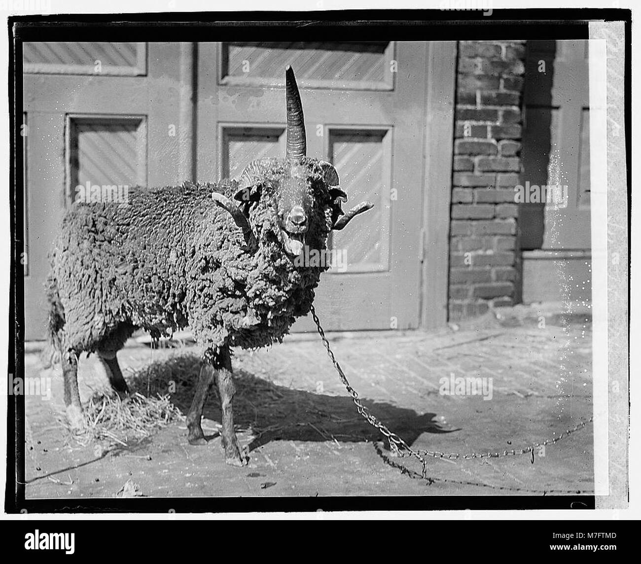 This image features Wap-See-Ho-Hong, a significant figure, captured on ...