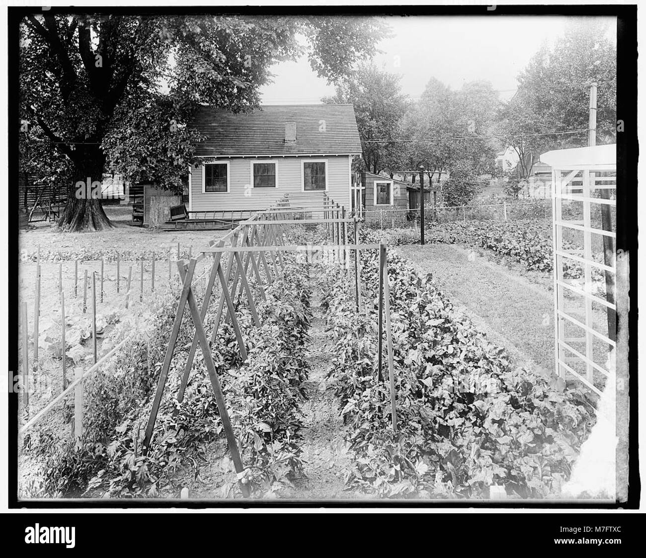 A photograph documenting the War Garden Commission, an initiative ...
