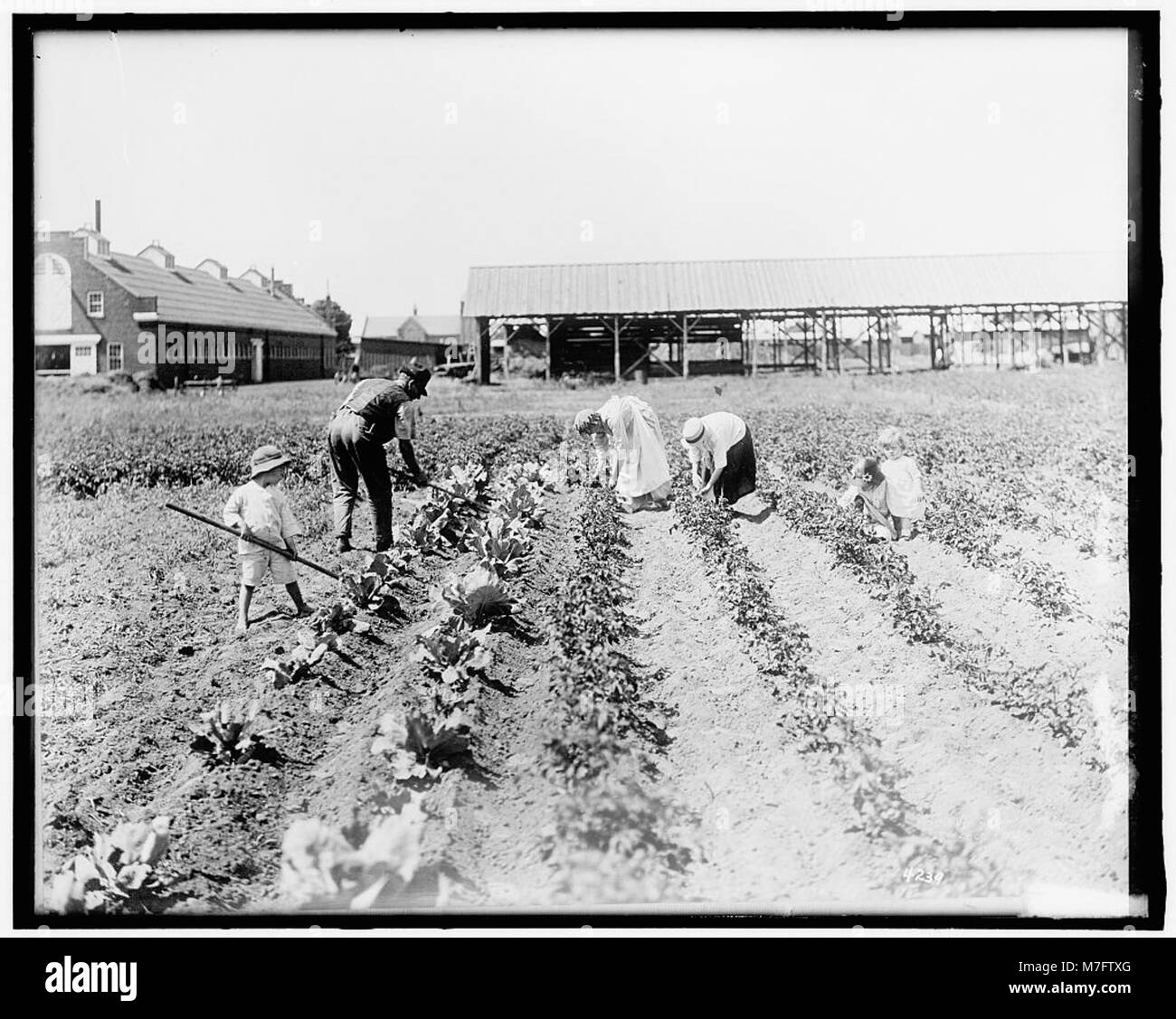 A photograph of a War Garden Commission project, highlighting its role ...