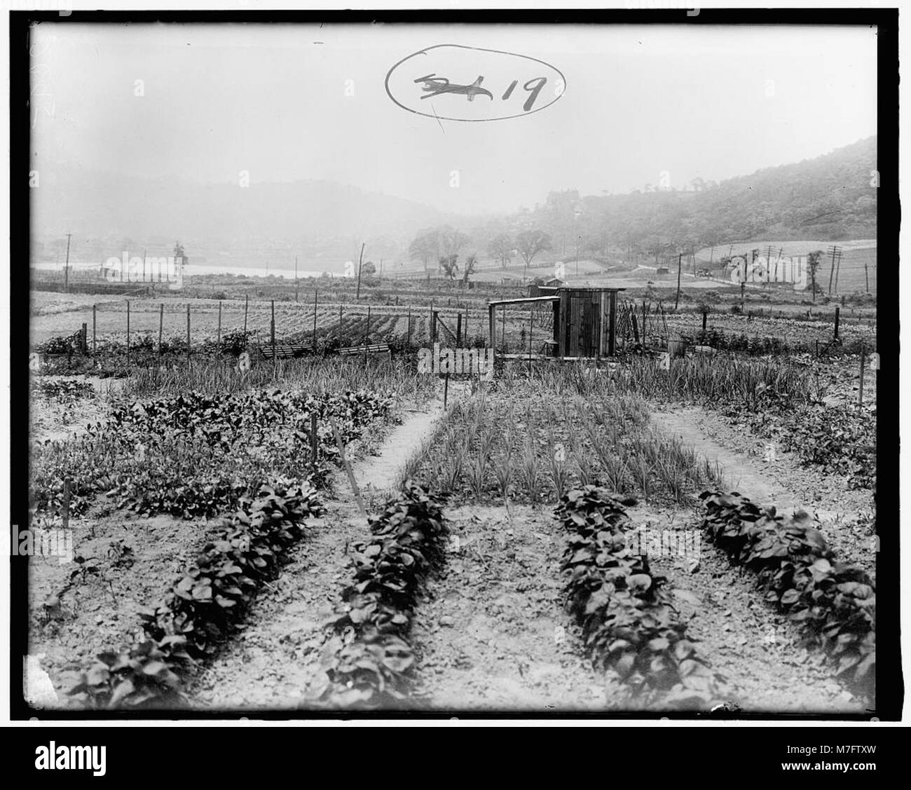 An image related to the War Garden Commission, which encouraged ...