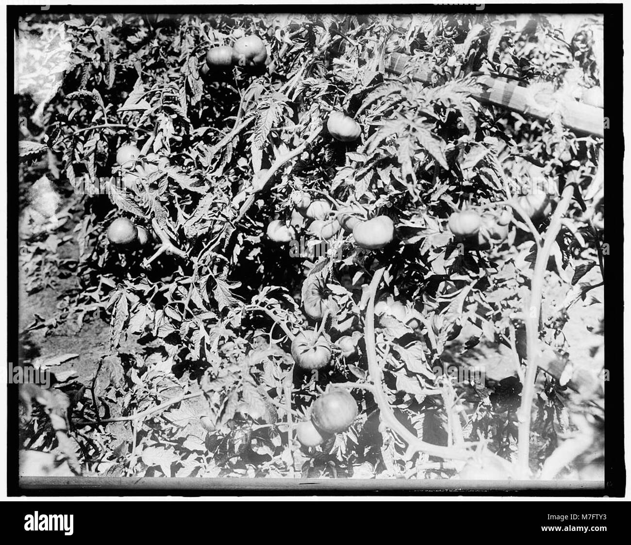 A photograph depicting a war garden, a garden planted during wartime to ...