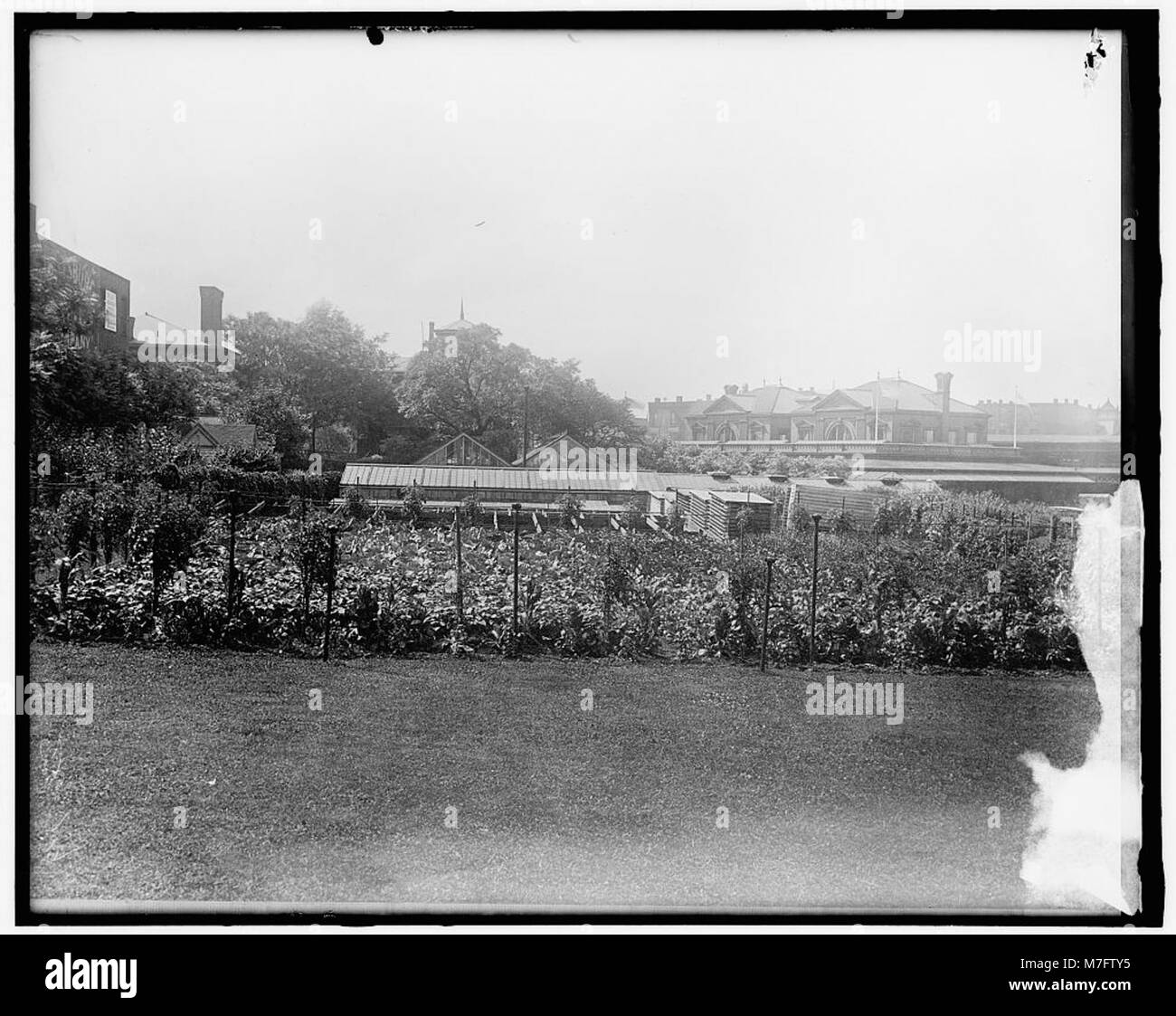 A photograph showing a War Garden, depicting its role during wartime in ...