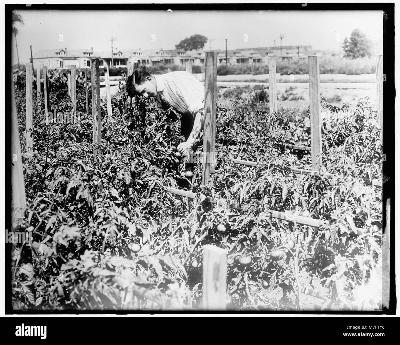 This image depicts a war garden, which was a critical aspect of ...