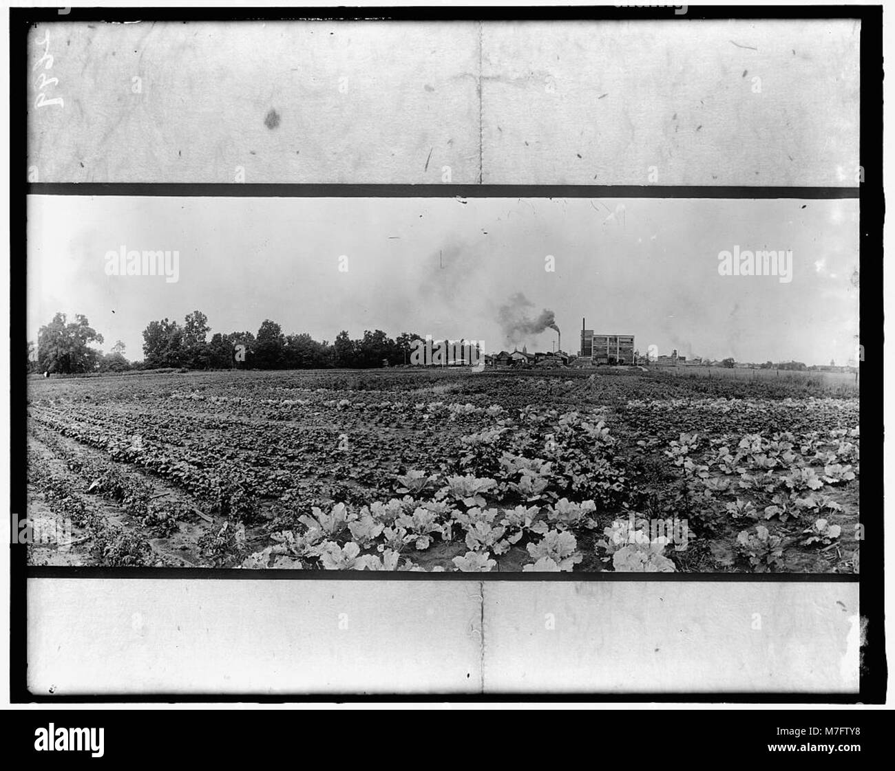 This image shows a war garden, a type of garden planted during wartime ...