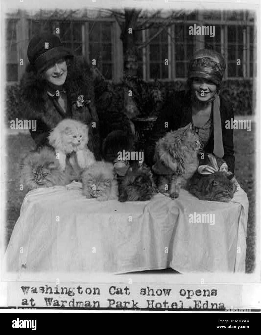 Washington cat show hi-res stock photography and images - Alamy