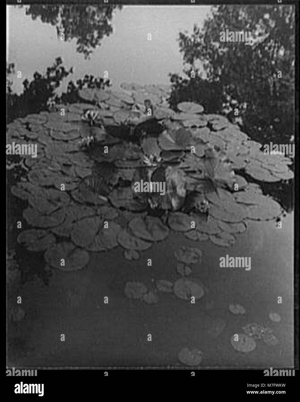 Water lilies in Fairmount Park, Philadelphia, are part of the park's ...