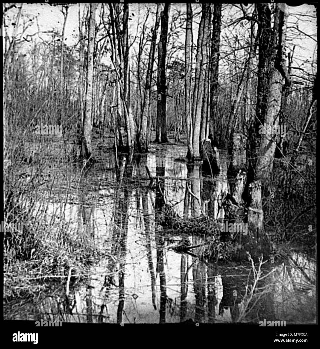 White Oak Swamp, Va. View LOC cwpb.02018 Stock Photo - Alamy