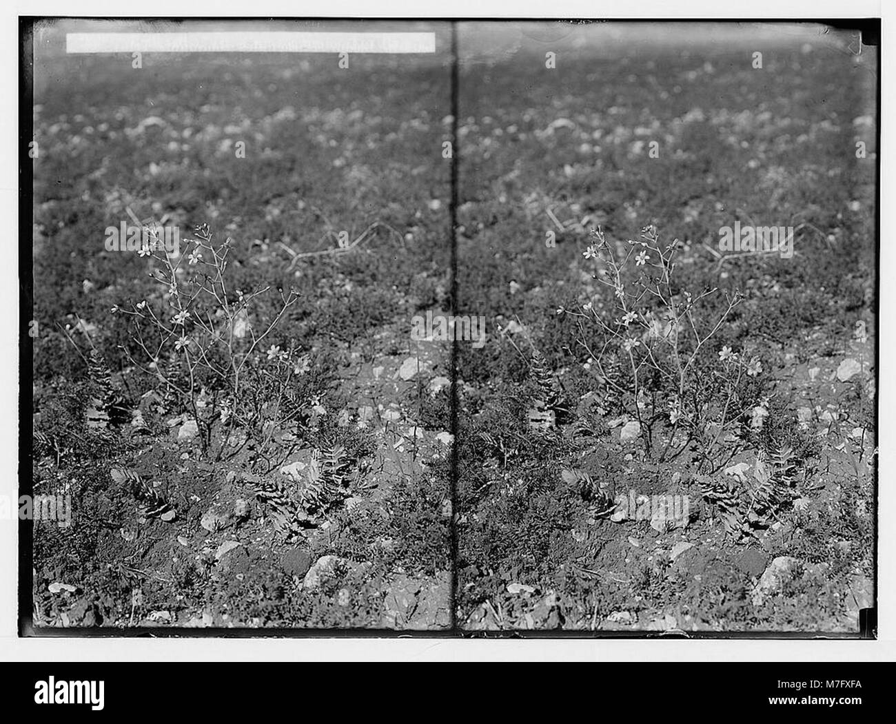 An image showcasing the wildflowers of Palestine, specifically ...