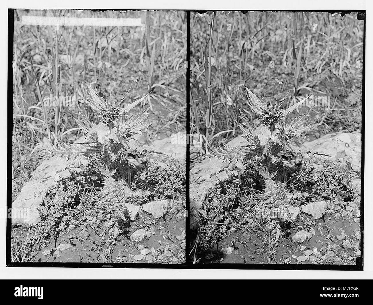 This image features Gundelia, a species of wildflower found in ...