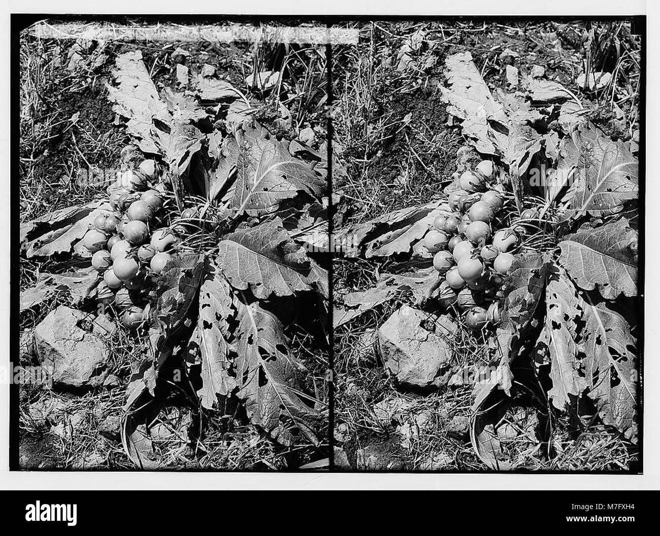 Mandrake fruit hi-res stock photography and images - Alamy