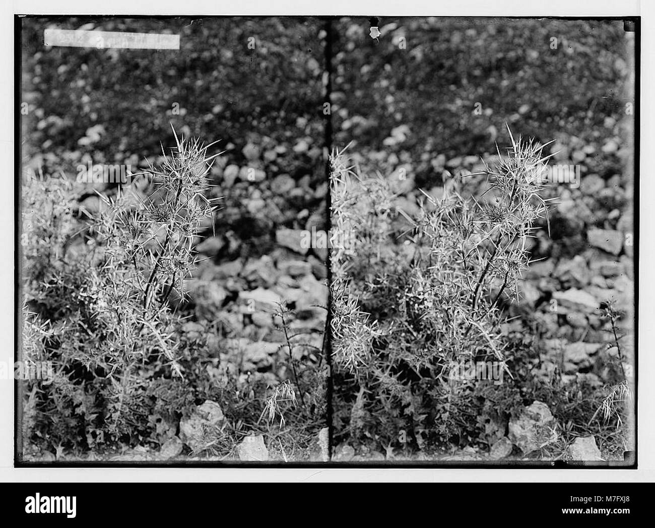 A depiction of wild flowers in Palestine, focusing on the Syrian ...