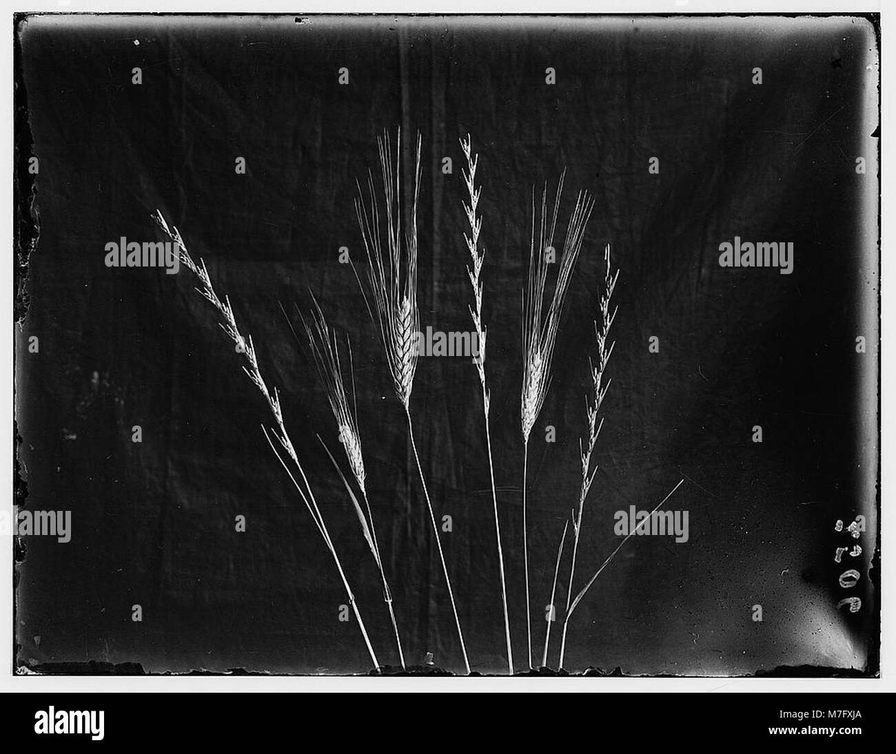 Wheat and tares hi-res stock photography and images - Alamy