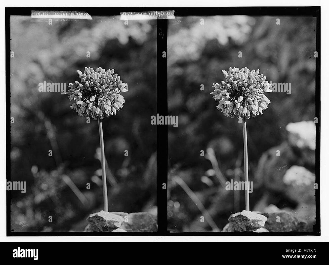 A photograph showcasing wild pink onion (Allium trichocoleim Bornm ...