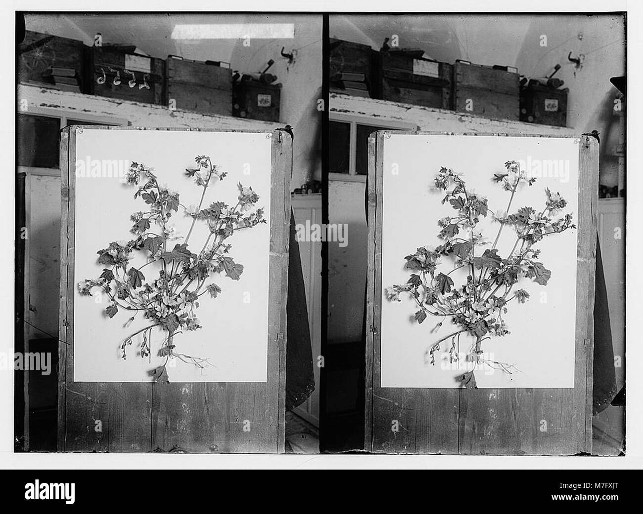 This image shows a wild flower from Palestine, specifically the Wood ...