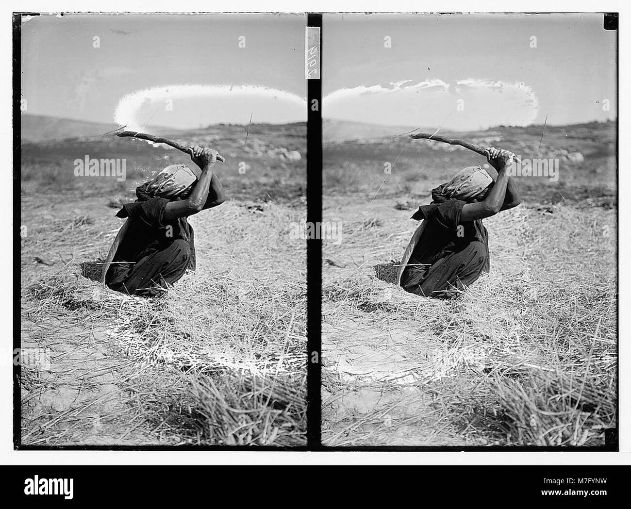 This image depicts a woman threshing grain with a flail, a traditional ...