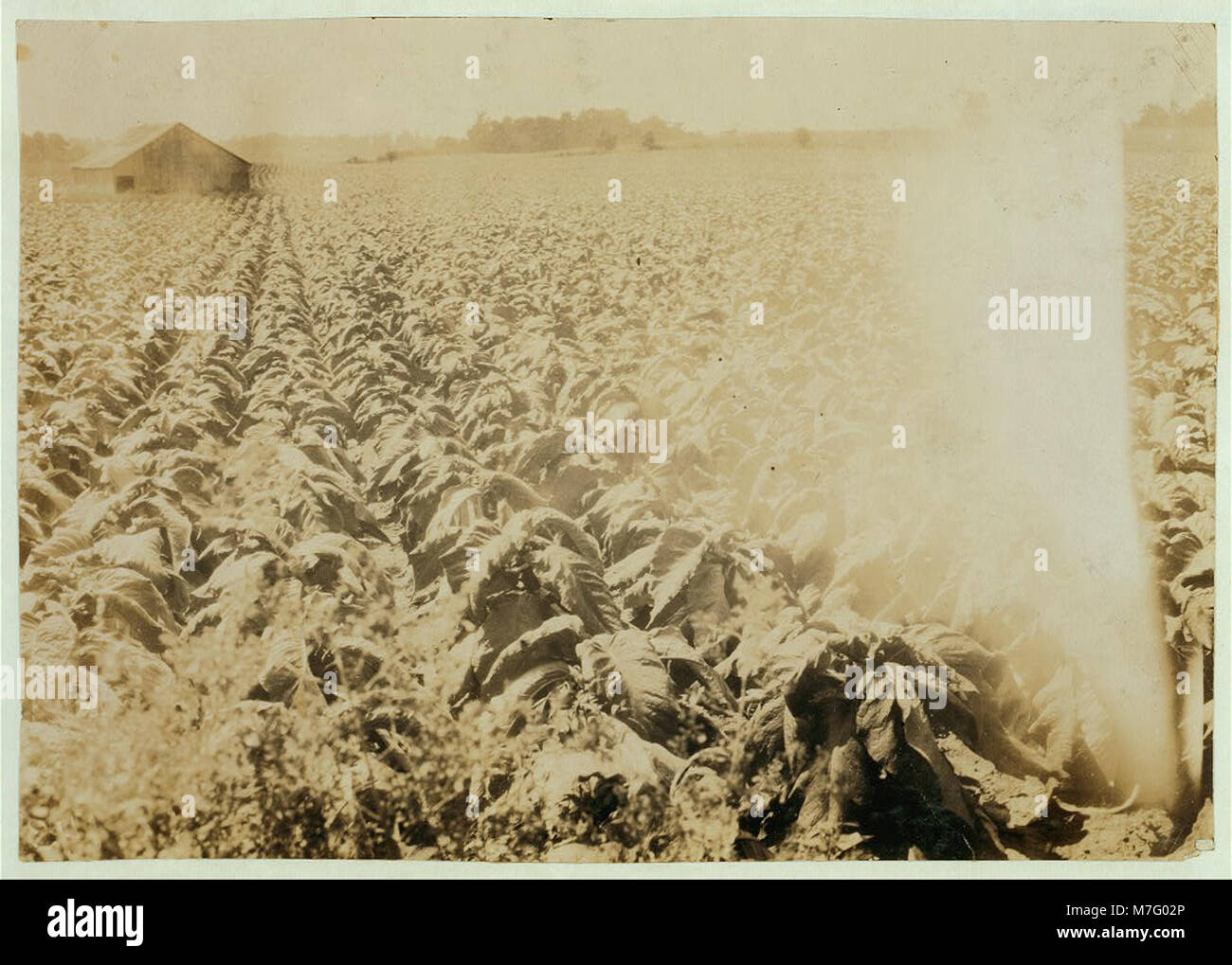 Farm workers 1930s hi-res stock photography and images - Alamy