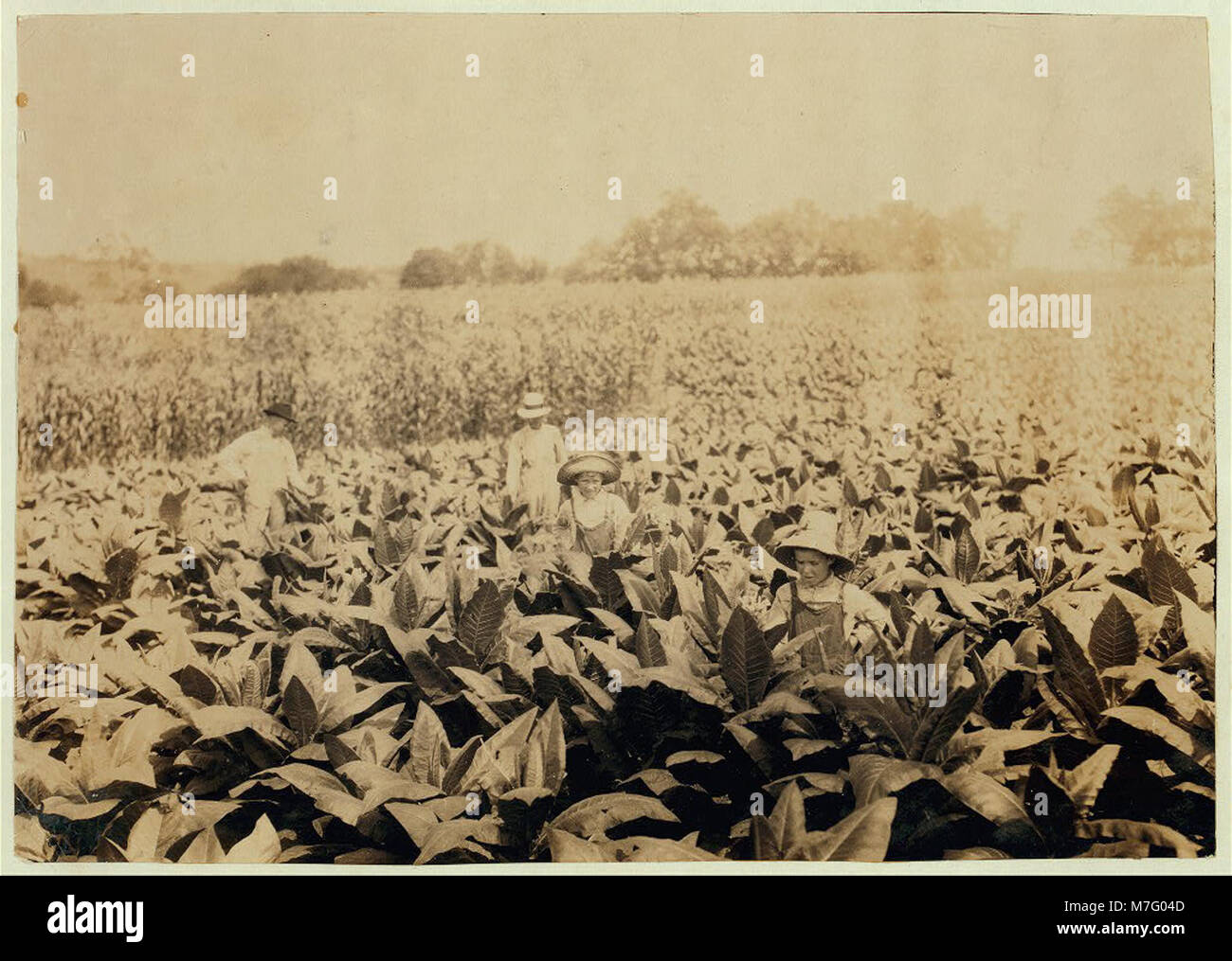 This image shows the process of worming and topping tobacco on W.L ...