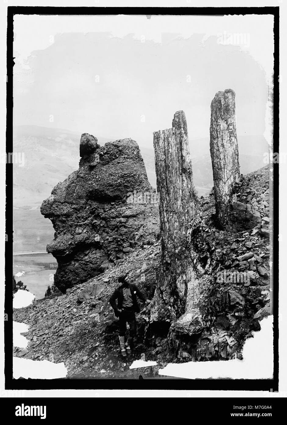 Photograph of the fossil forests in Yellowstone National Park ...