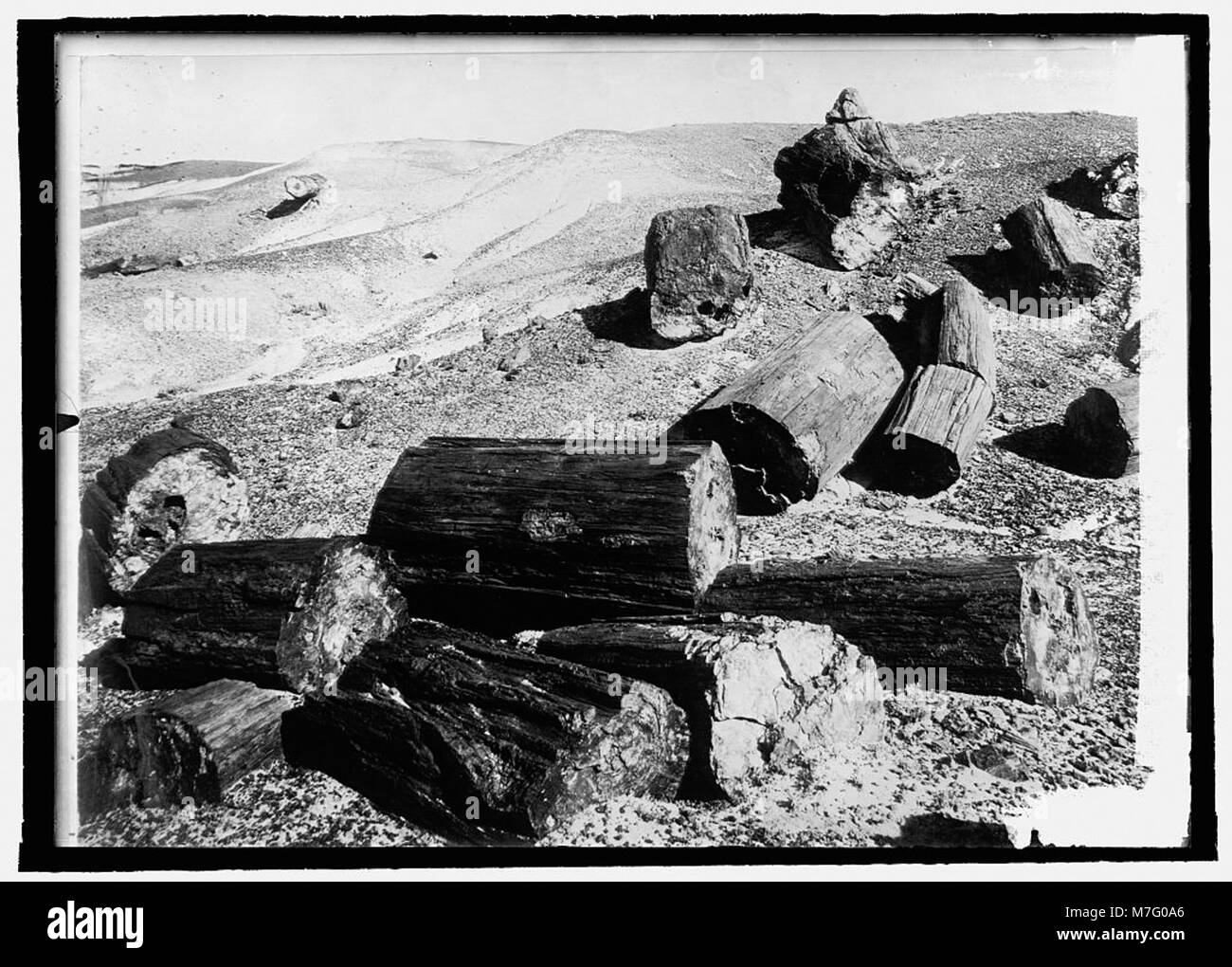 A photograph depicting the Fossil Forests in Yellowstone Park ...