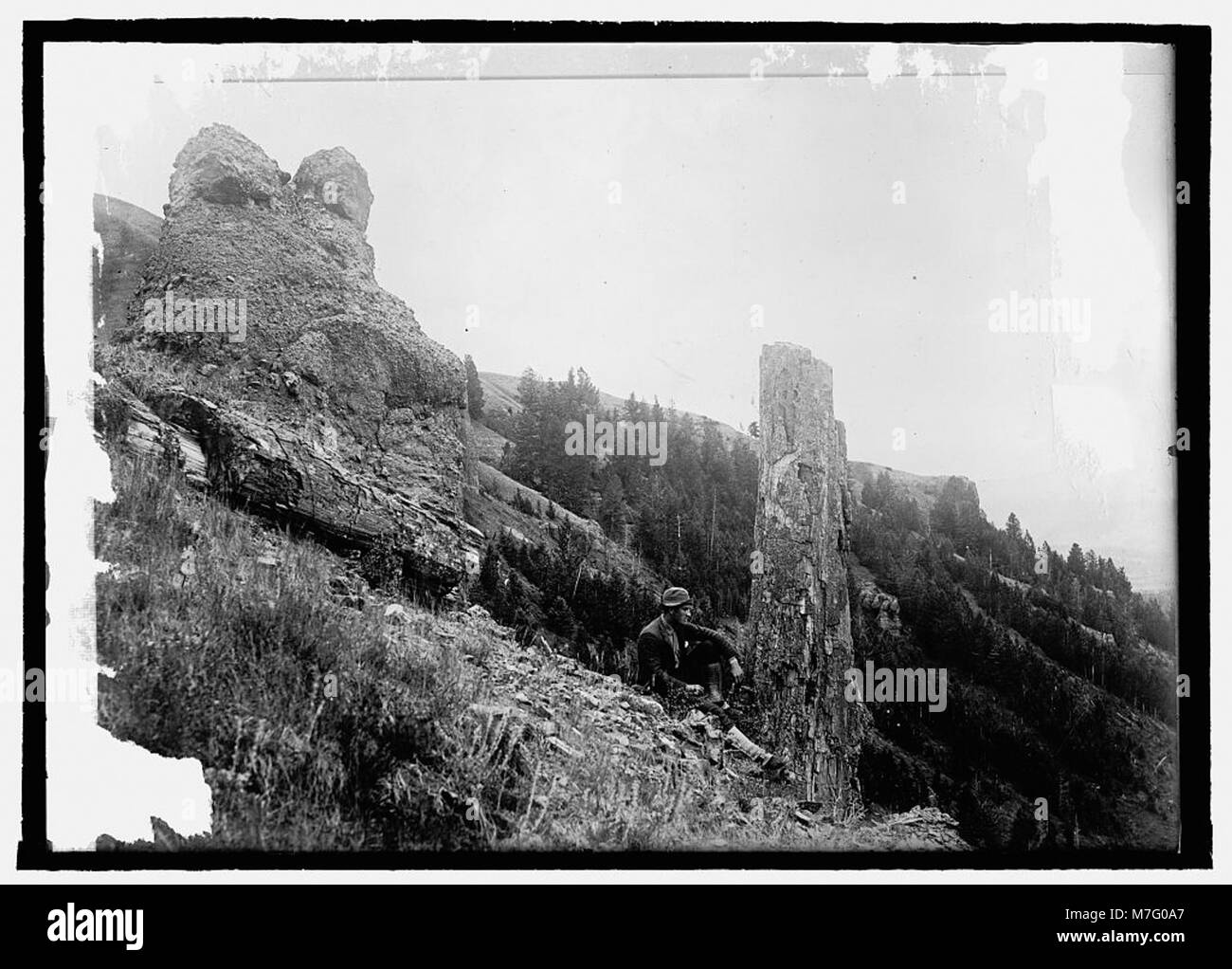 Fossil forests in Yellowstone Park are a unique geological feature ...