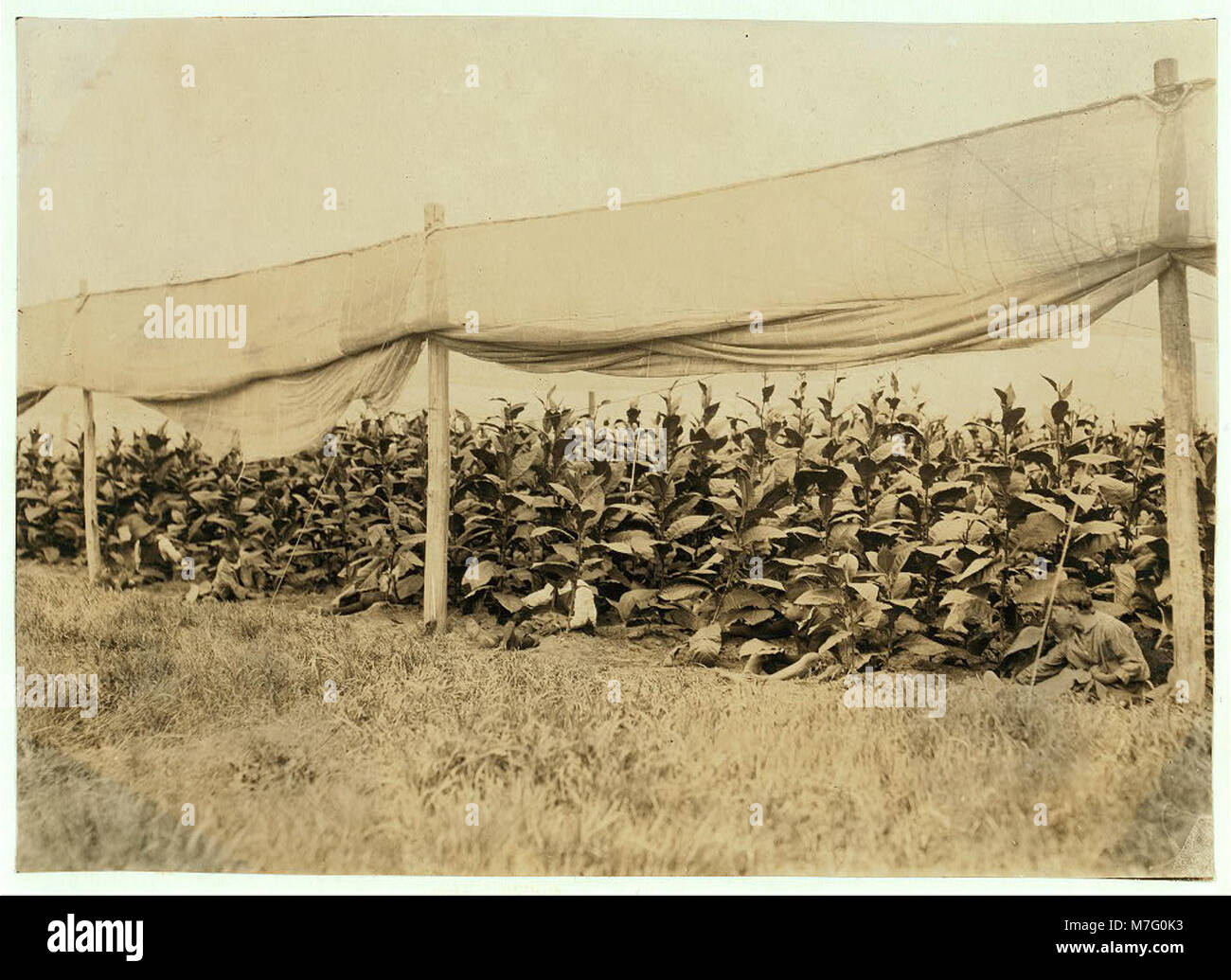 A photograph of young children picking crops, documenting child labor ...