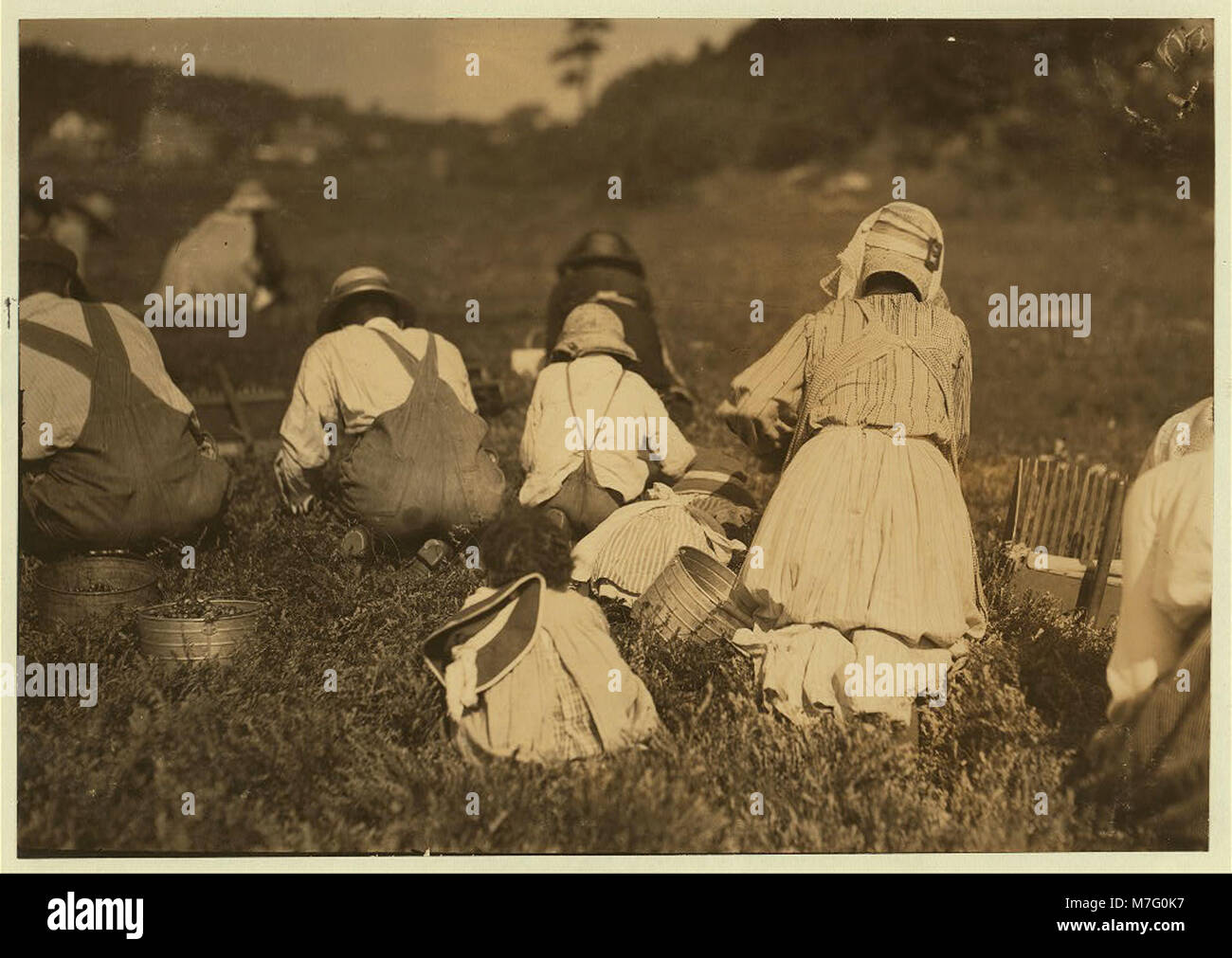 This image captures young pickers working at Swift's Bog, a location ...
