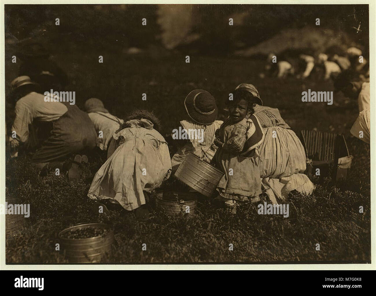 A photograph of young workers picking cranberries at Swift's Bog ...