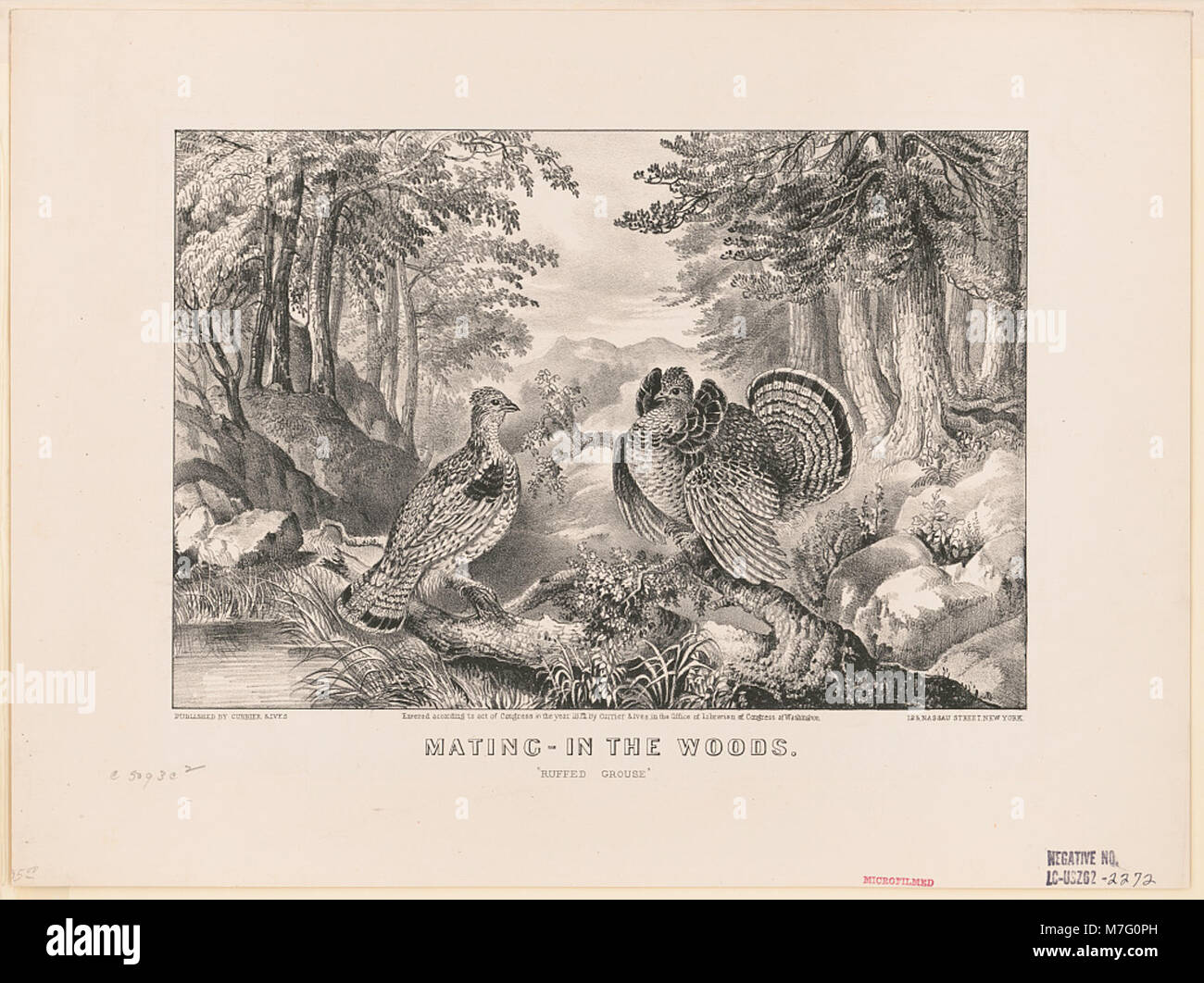 This image captures a ruffed grouse engaged in its mating ritual in the ...