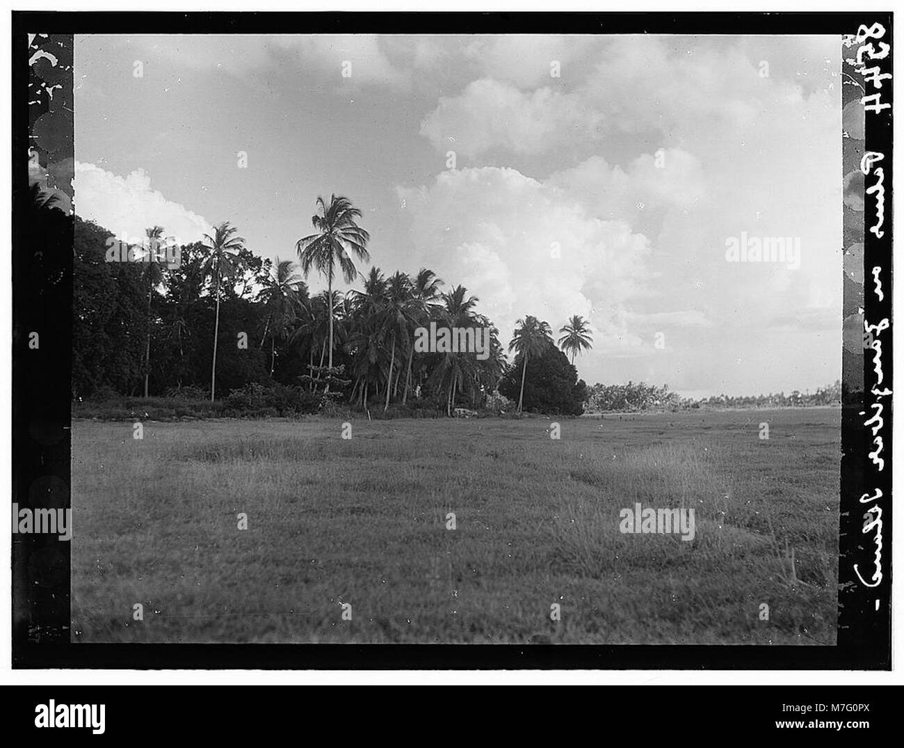 A scenic view of Zanzibar's meadows, with palm trees in the foreground ...