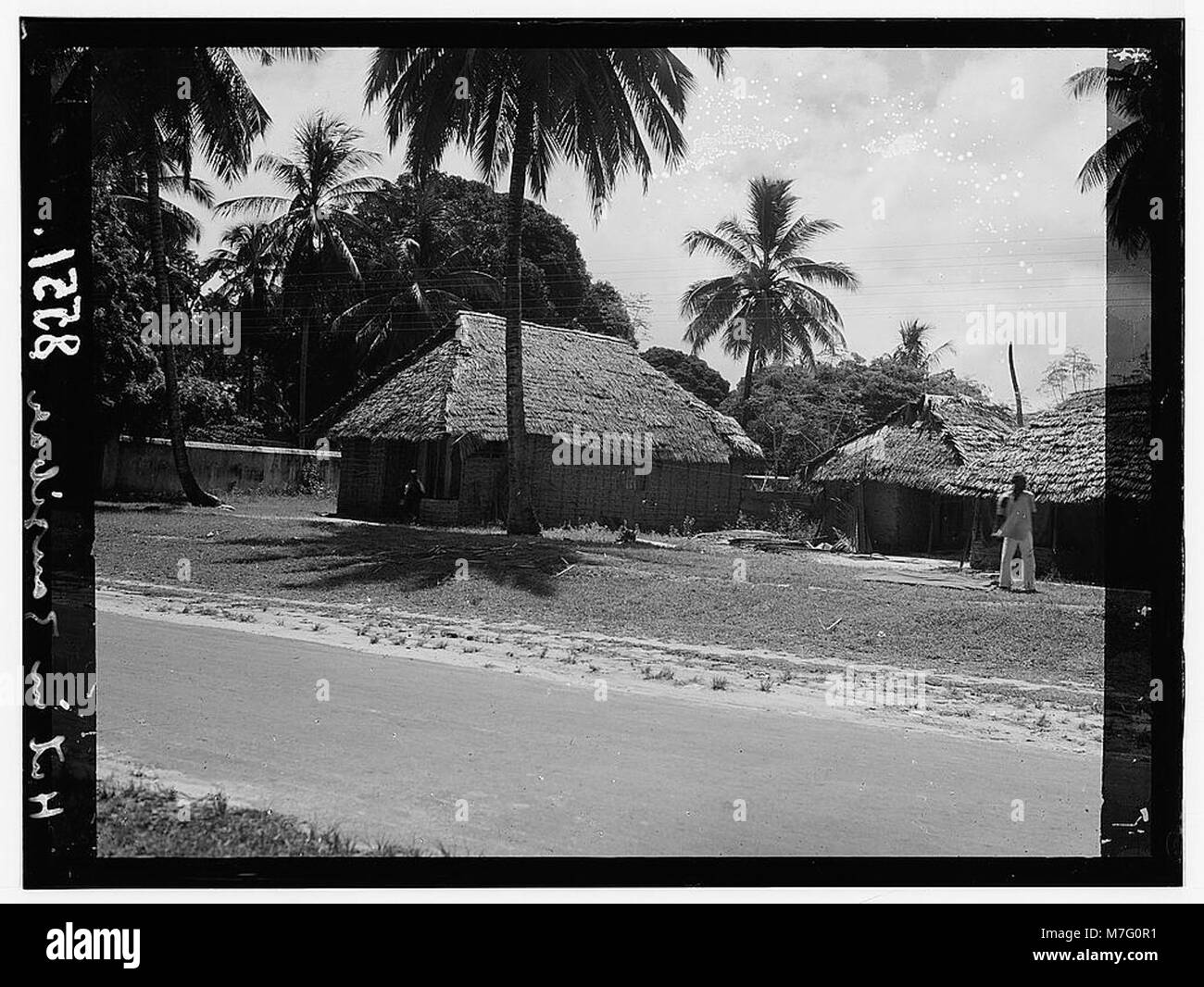 This photograph shows native huts surrounded by palm trees in Zanzibar ...