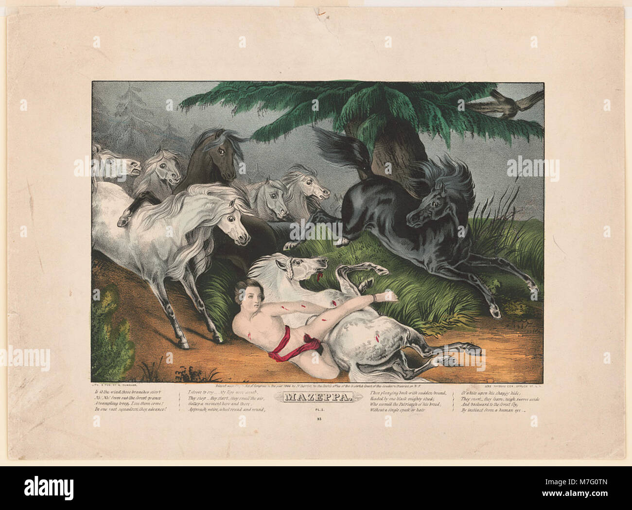 An illustration or print titled 'Mazeppa' depicting the dramatic scene ...