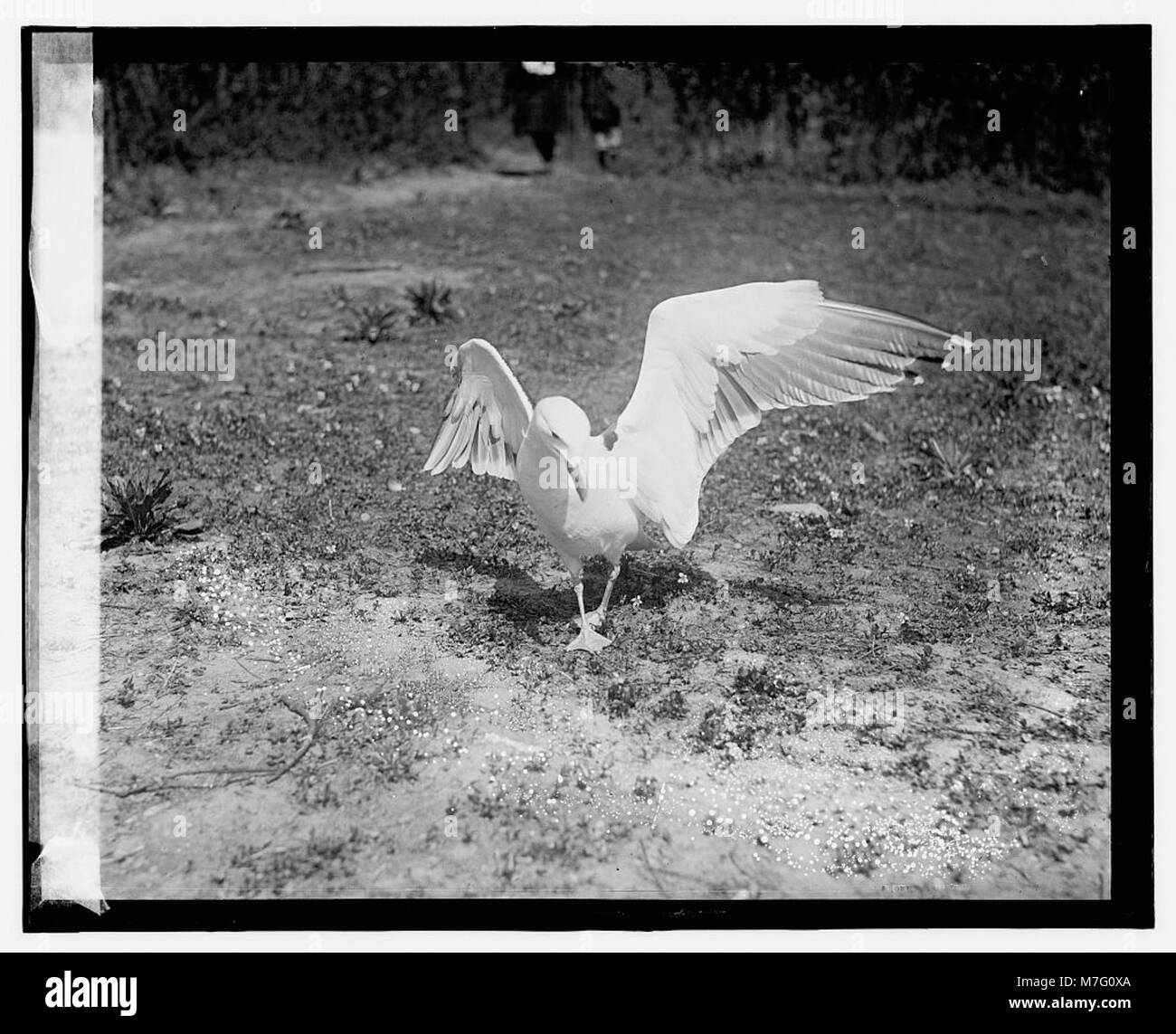 A photograph of Billy the seagull at the zoo, showcasing one of the ...