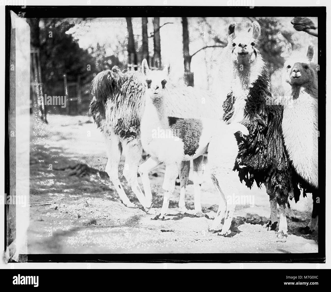 This image shows a llama at a zoo, highlighting its distinctive ...